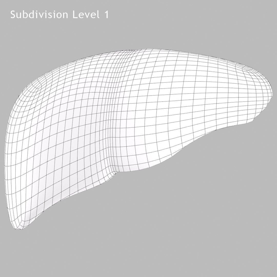 3d Model Liver