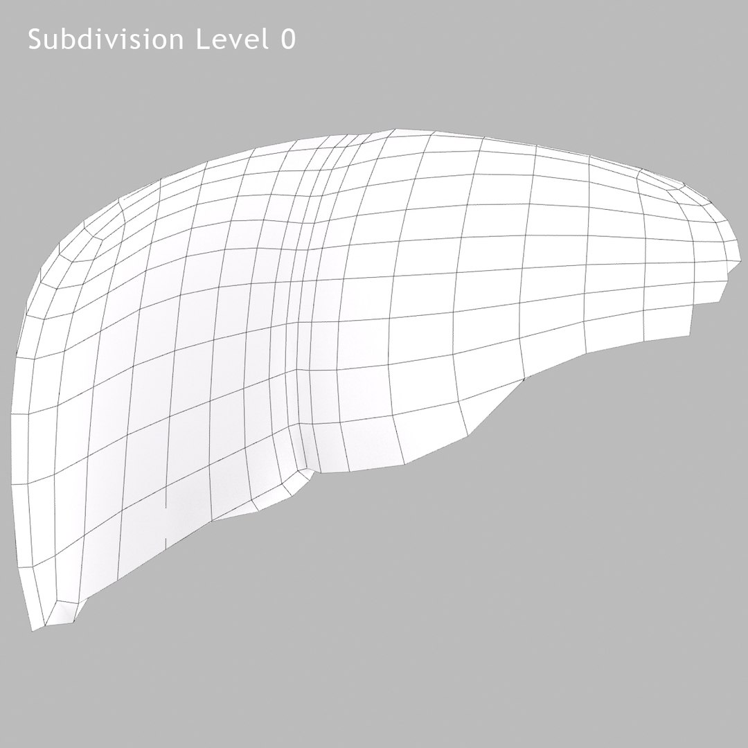 3d Model Liver