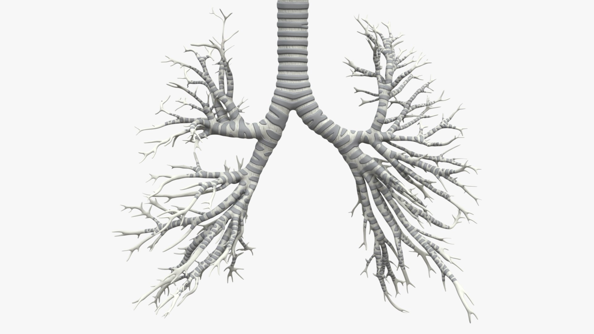 3D human respiratory lungs bronchus model - TurboSquid 1591207