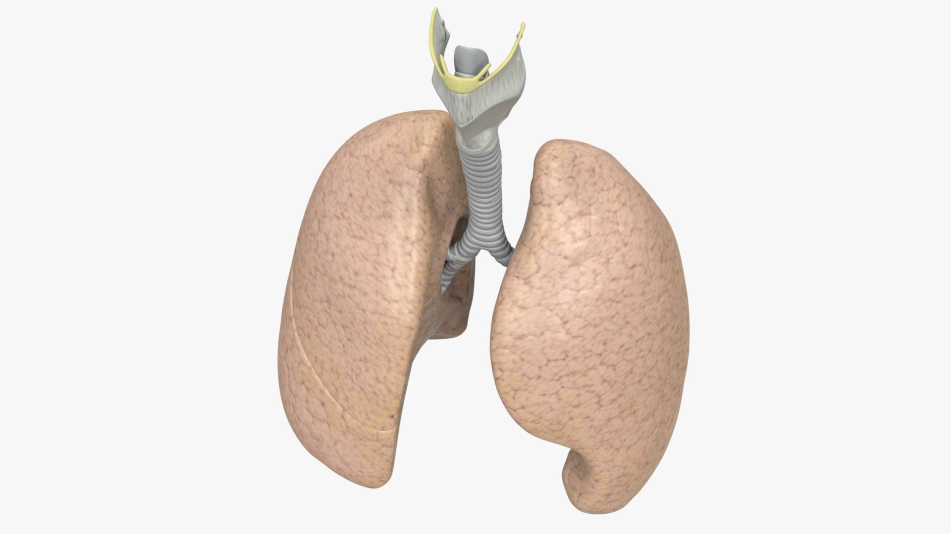 3D Human Respiratory Lungs Bronchus Model - TurboSquid 1591207