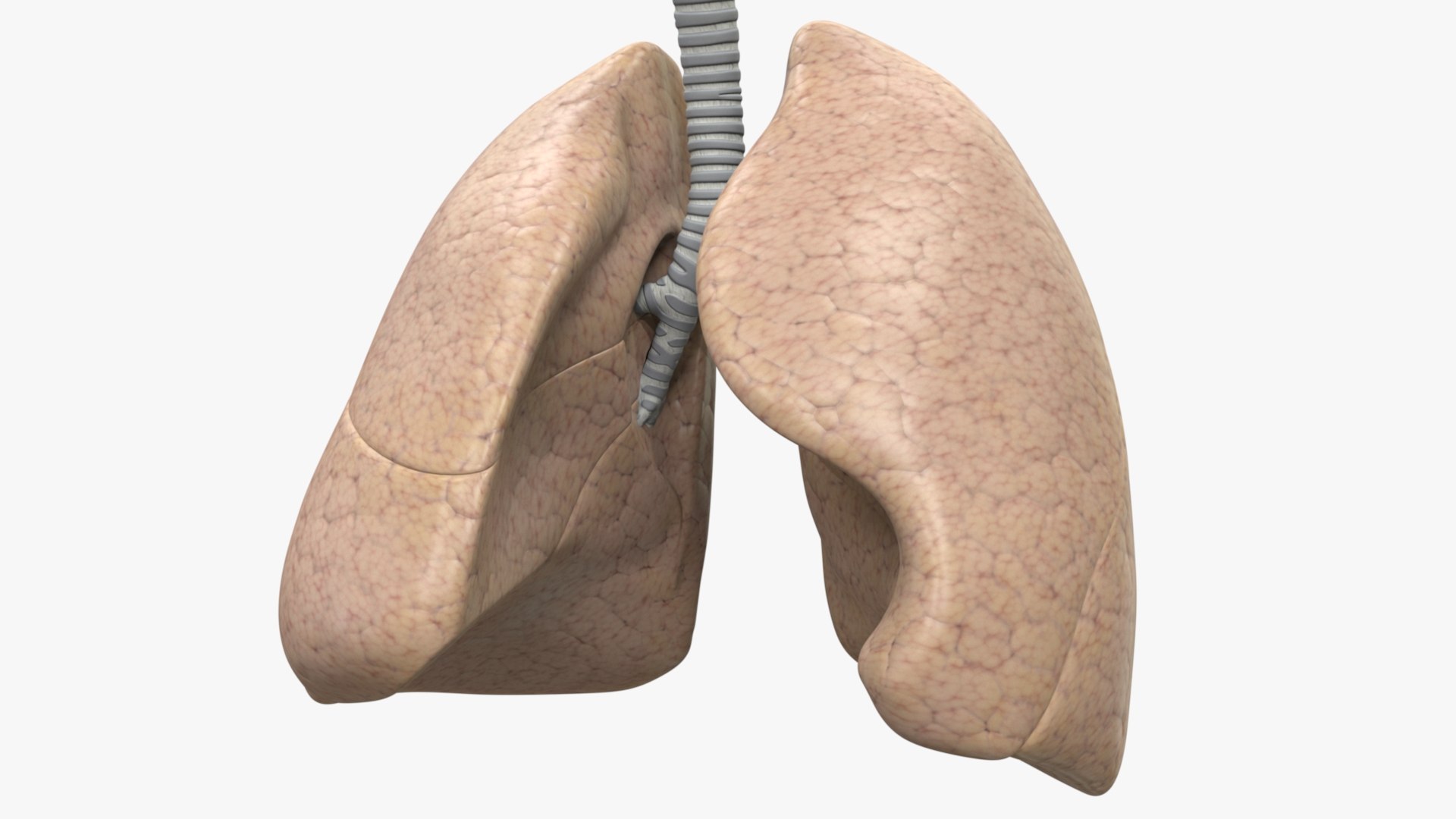 3D Human Respiratory Lungs Bronchus Model - TurboSquid 1591207