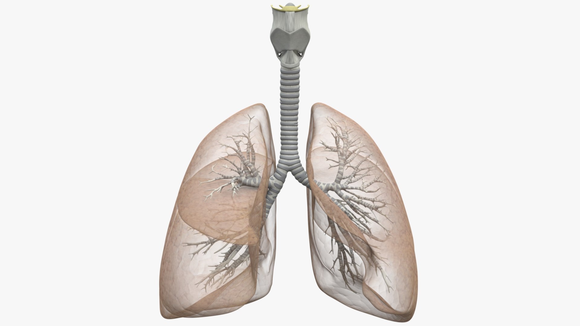 3D Human Respiratory Lungs Bronchus Model - TurboSquid 1591207