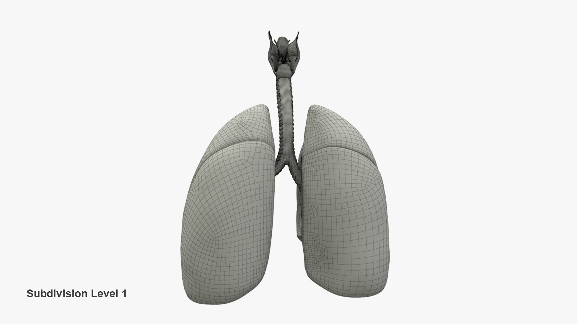 3D human respiratory lungs bronchus model - TurboSquid 1591207