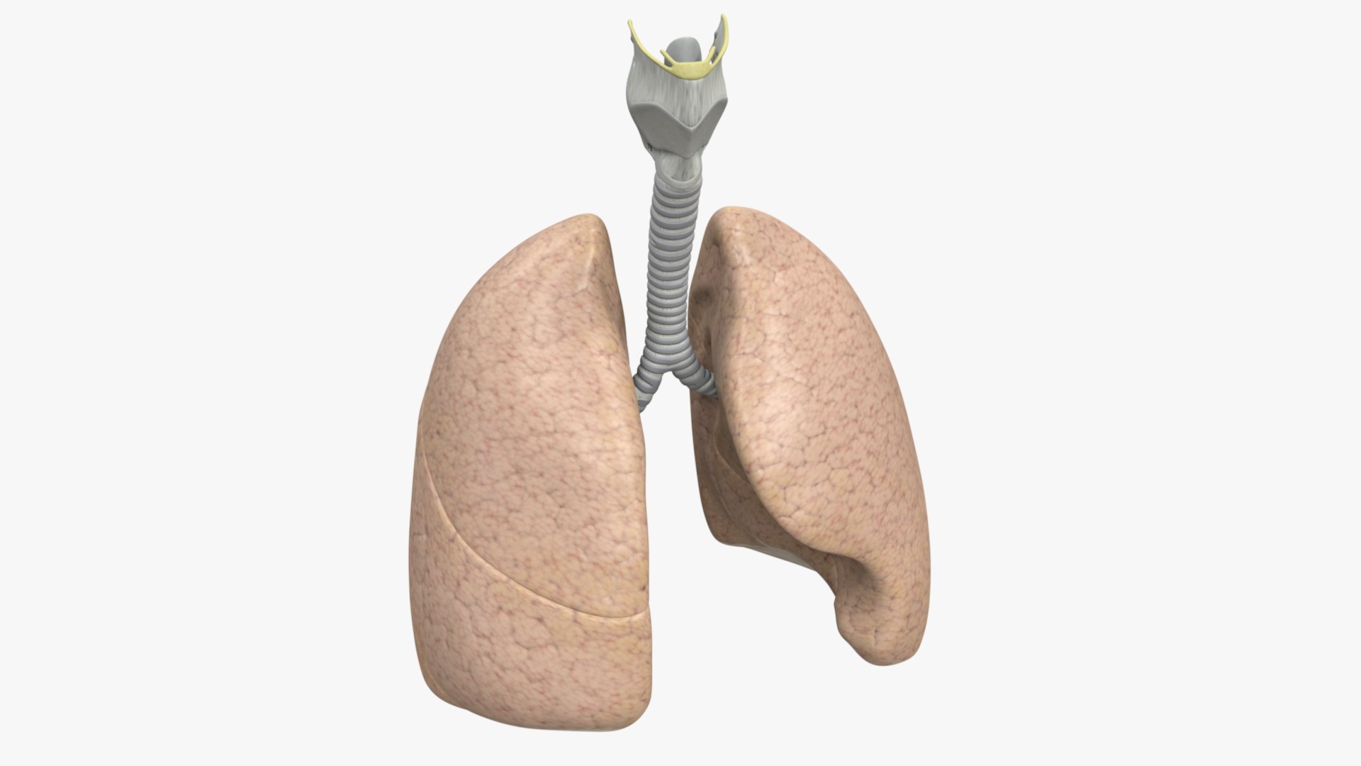 3D Human Respiratory Lungs Bronchus Model - TurboSquid 1591207