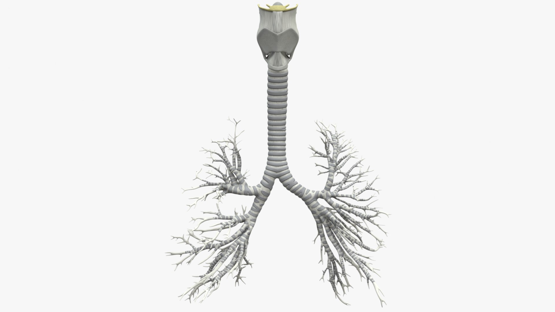3D Human Respiratory Lungs Bronchus Model - TurboSquid 1591207