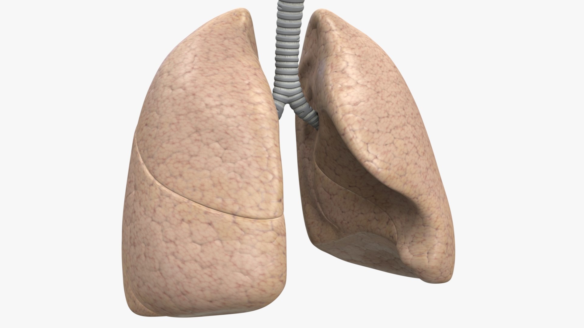 3D Human Respiratory Lungs Bronchus Model - TurboSquid 1591207