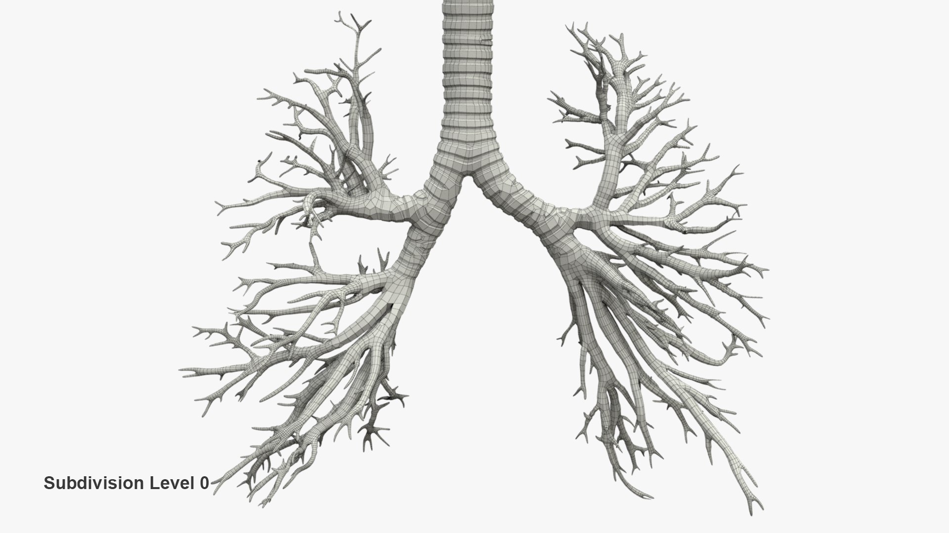 3D human respiratory lungs bronchus model - TurboSquid 1591207