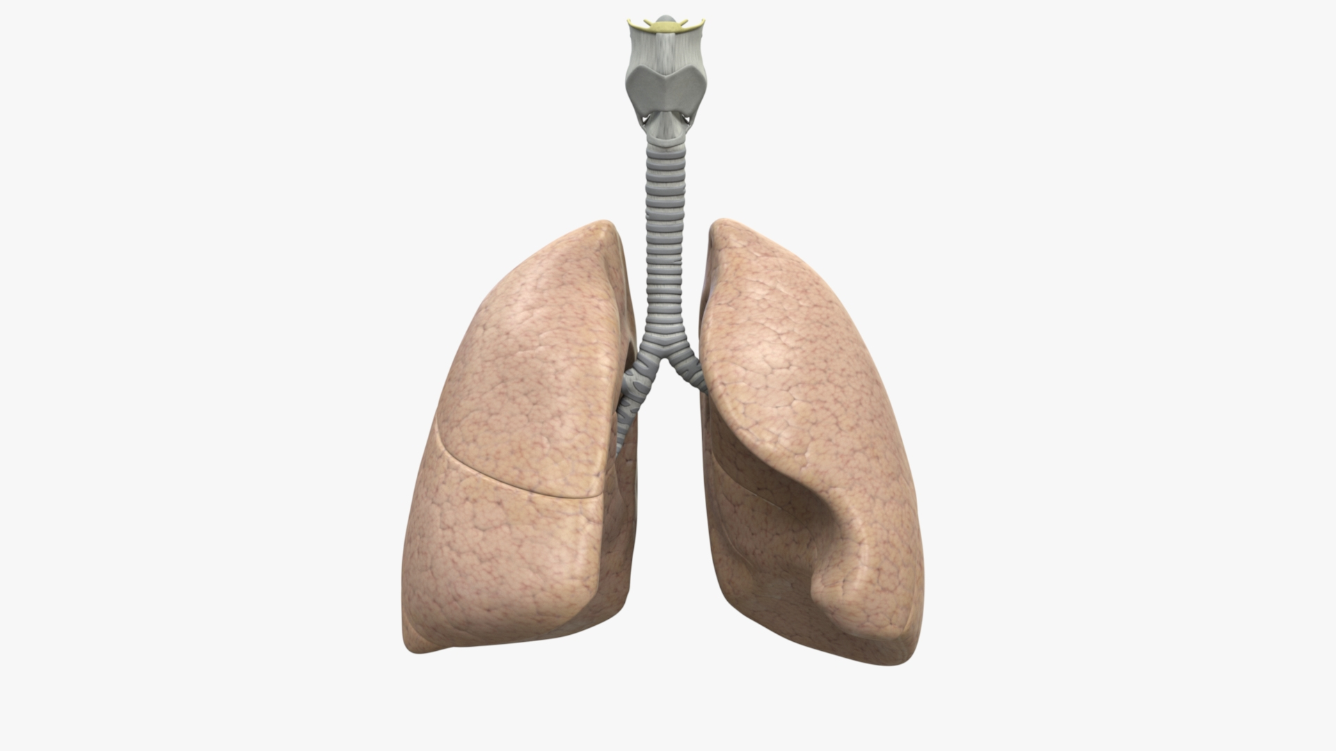 3D Human Respiratory Lungs Bronchus Model - TurboSquid 1591207