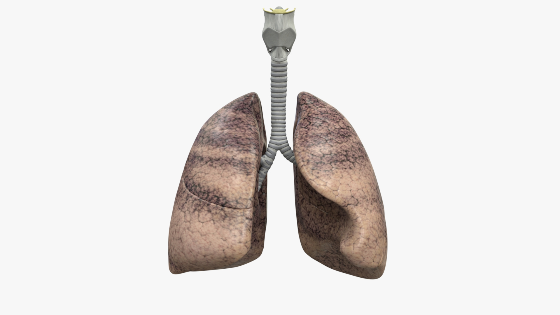 3D Human Respiratory Lungs Bronchus Model - TurboSquid 1591207