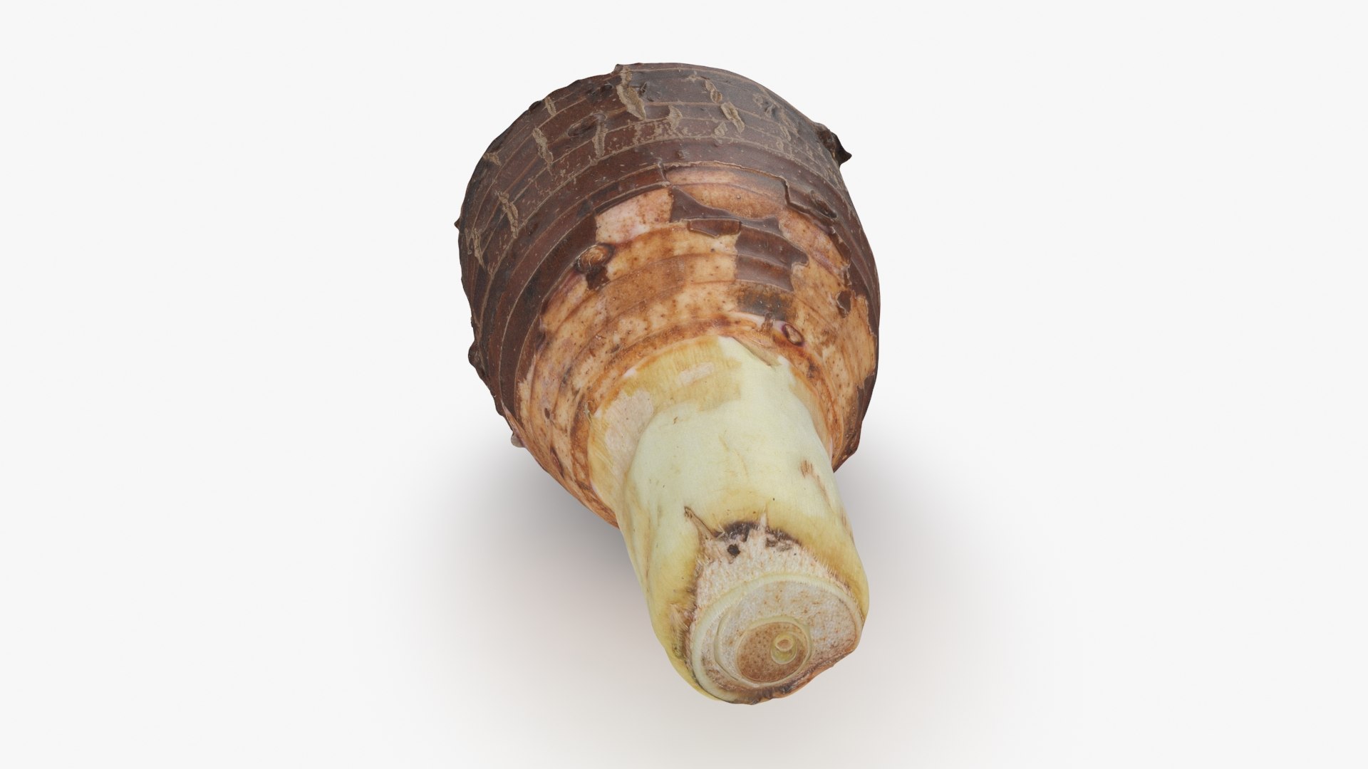 3D Taro Half 02 - TurboSquid 2203099