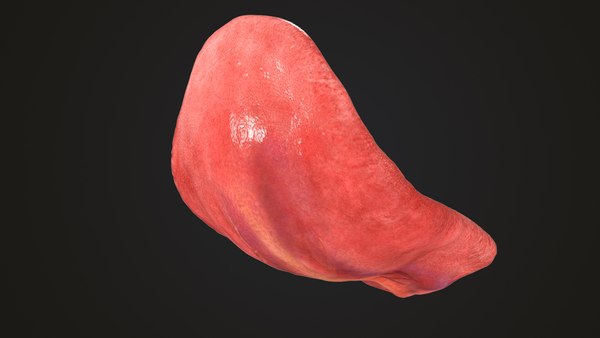 Tongue Rig 3ds MAX 3D - TurboSquid 1769261