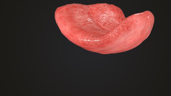 Tongue Rig 3ds MAX 3D - TurboSquid 1769261