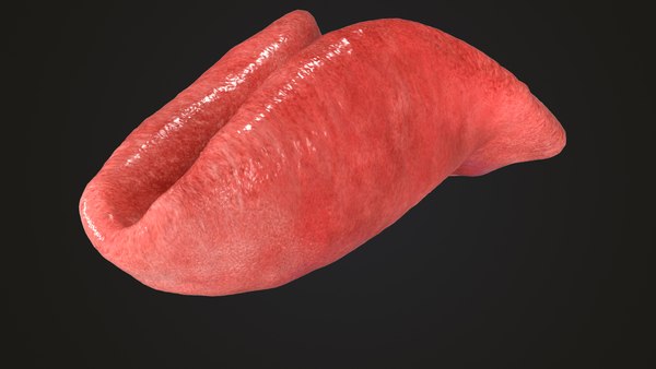 Tongue Rig 3ds MAX 3D - TurboSquid 1769261