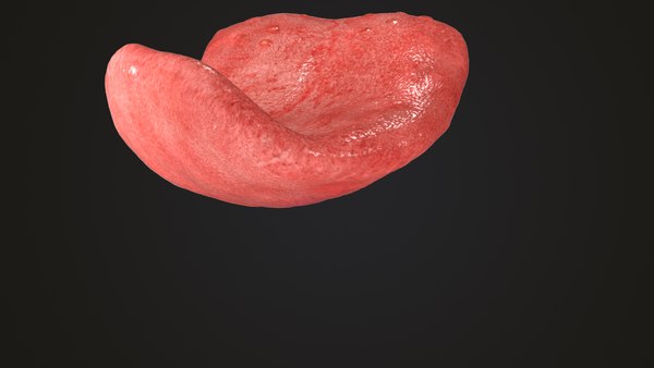 Tongue Rig 3ds MAX 3D - TurboSquid 1769261
