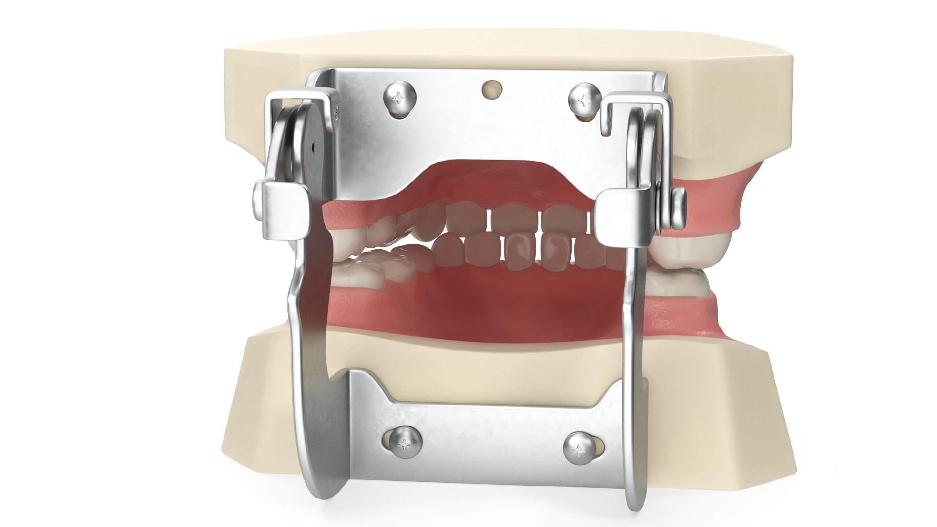 Dental Anatomy Pediatric Typodont Model with Removable Teeth 3D model ...
