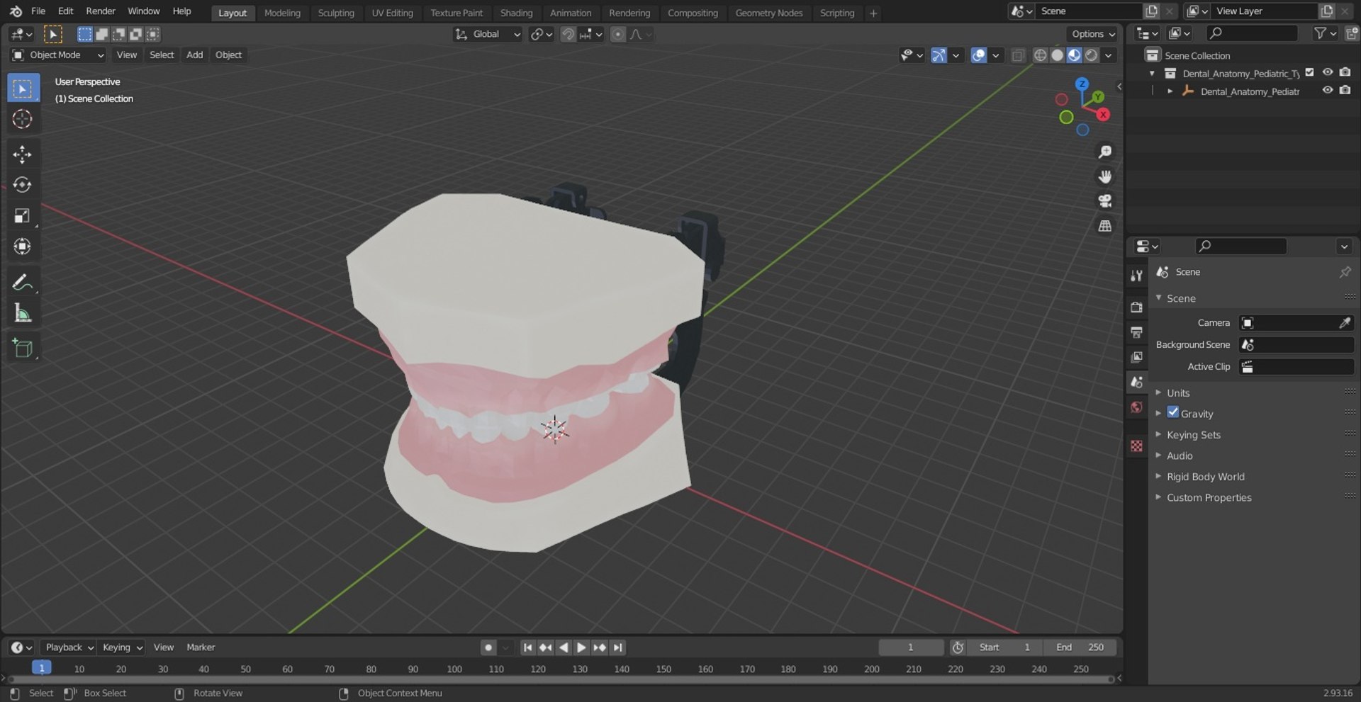 Dental Anatomy Pediatric Typodont Model with Removable Teeth 3D model ...