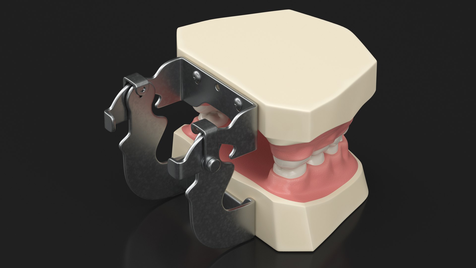 Dental Anatomy Pediatric Typodont Model With Removable Teeth 3D Model ...