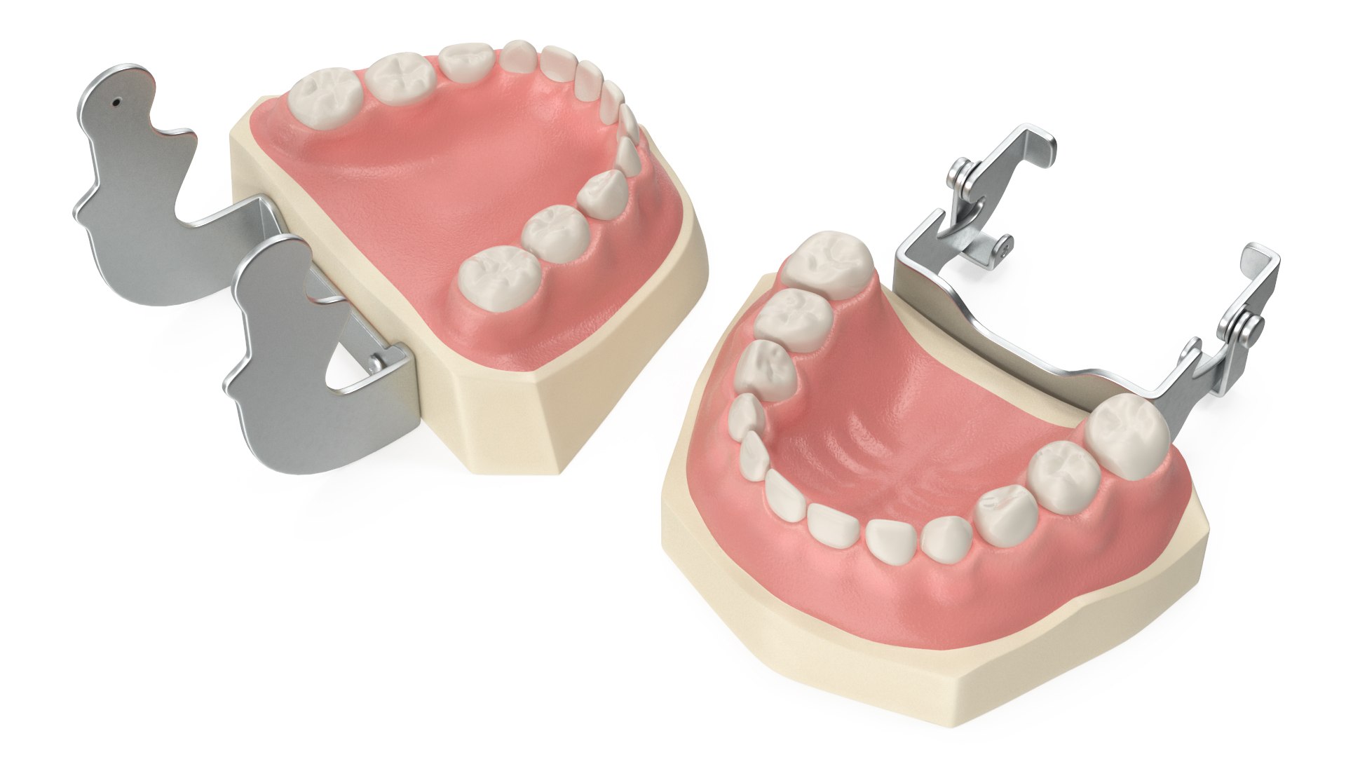 Dental Anatomy Pediatric Typodont Model with Removable Teeth 3D model ...