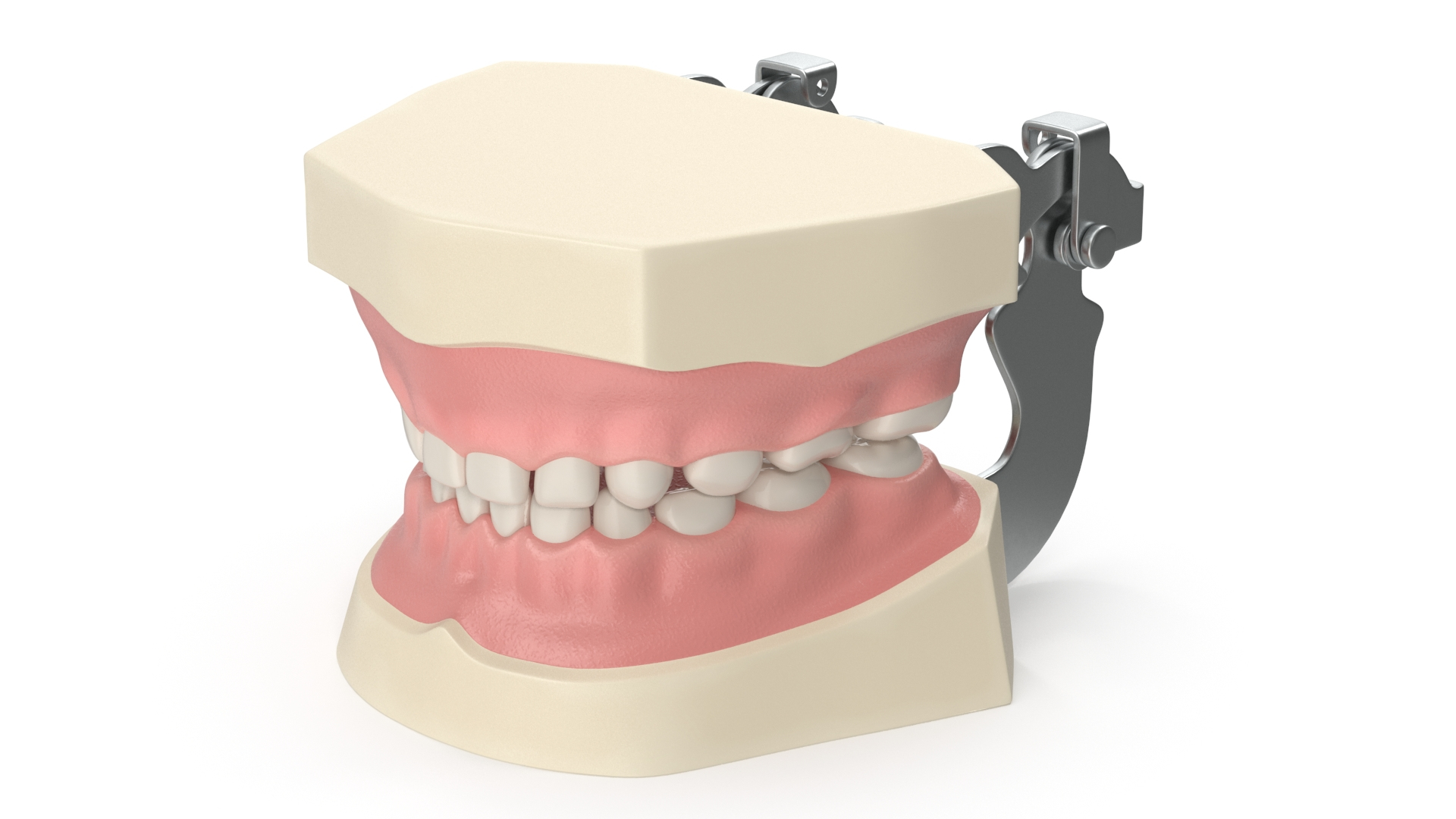 Dental Anatomy Pediatric Typodont Model With Removable Teeth 3D Model ...
