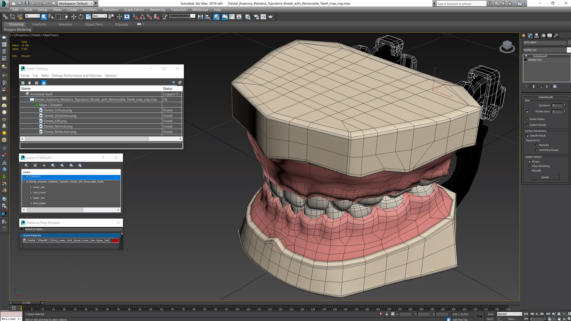 Dental Anatomy Pediatric Typodont Model with Removable Teeth 3D model - TurboSquid 2052620