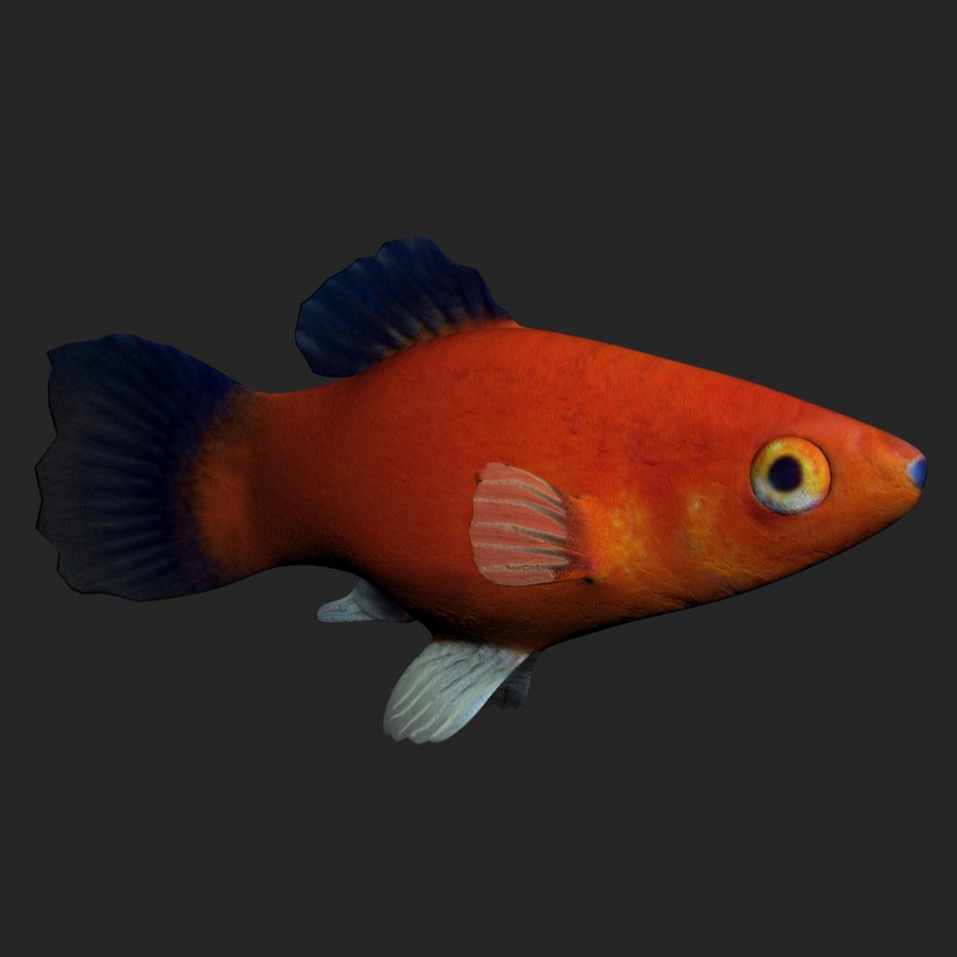 Platy Fish Anatomy