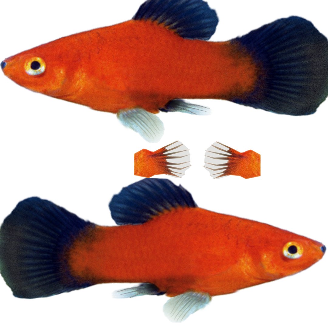 3d Model Platy Fish