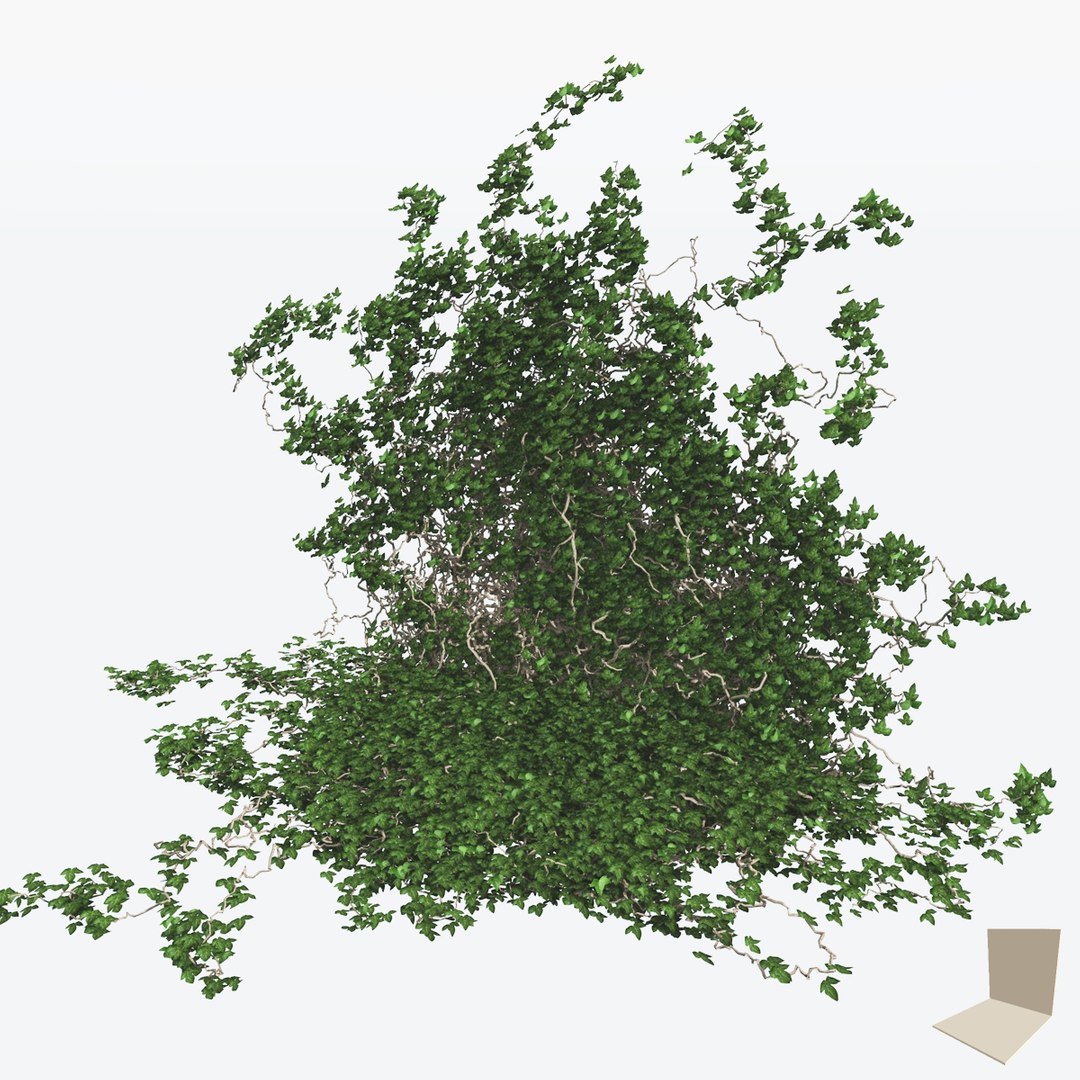 3d ivies plant