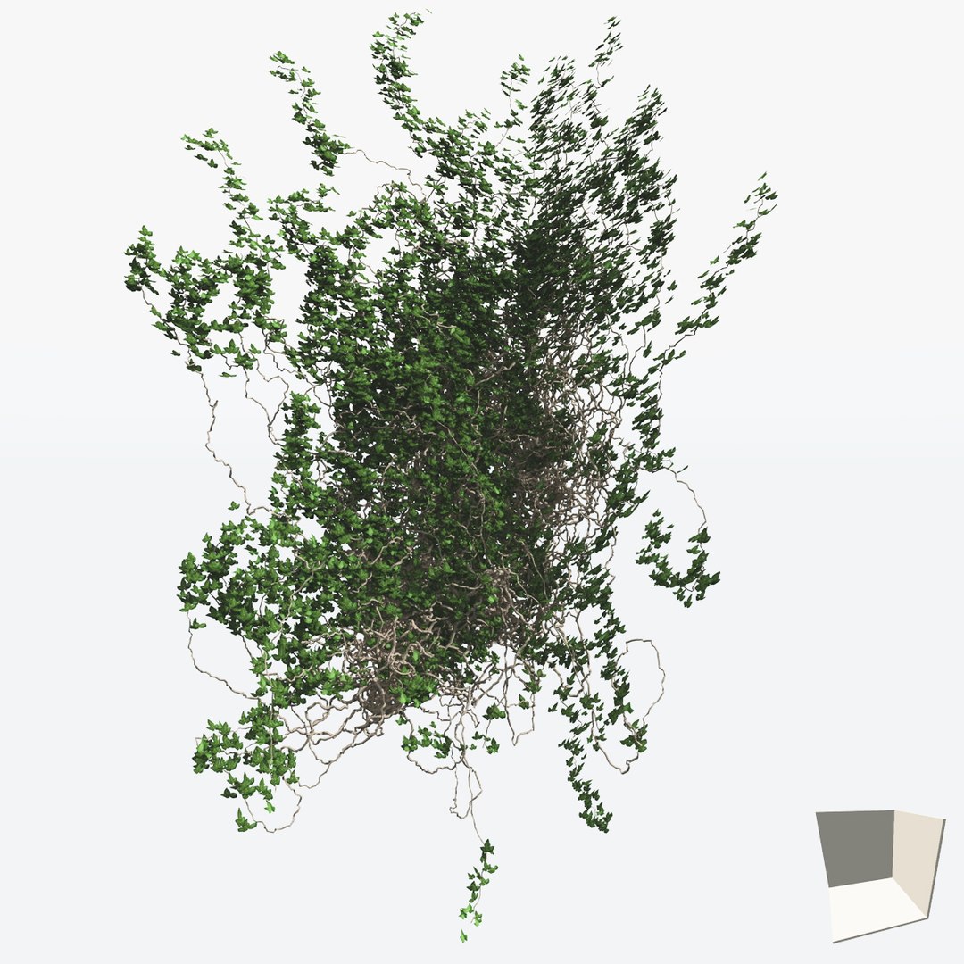 3d ivies plant