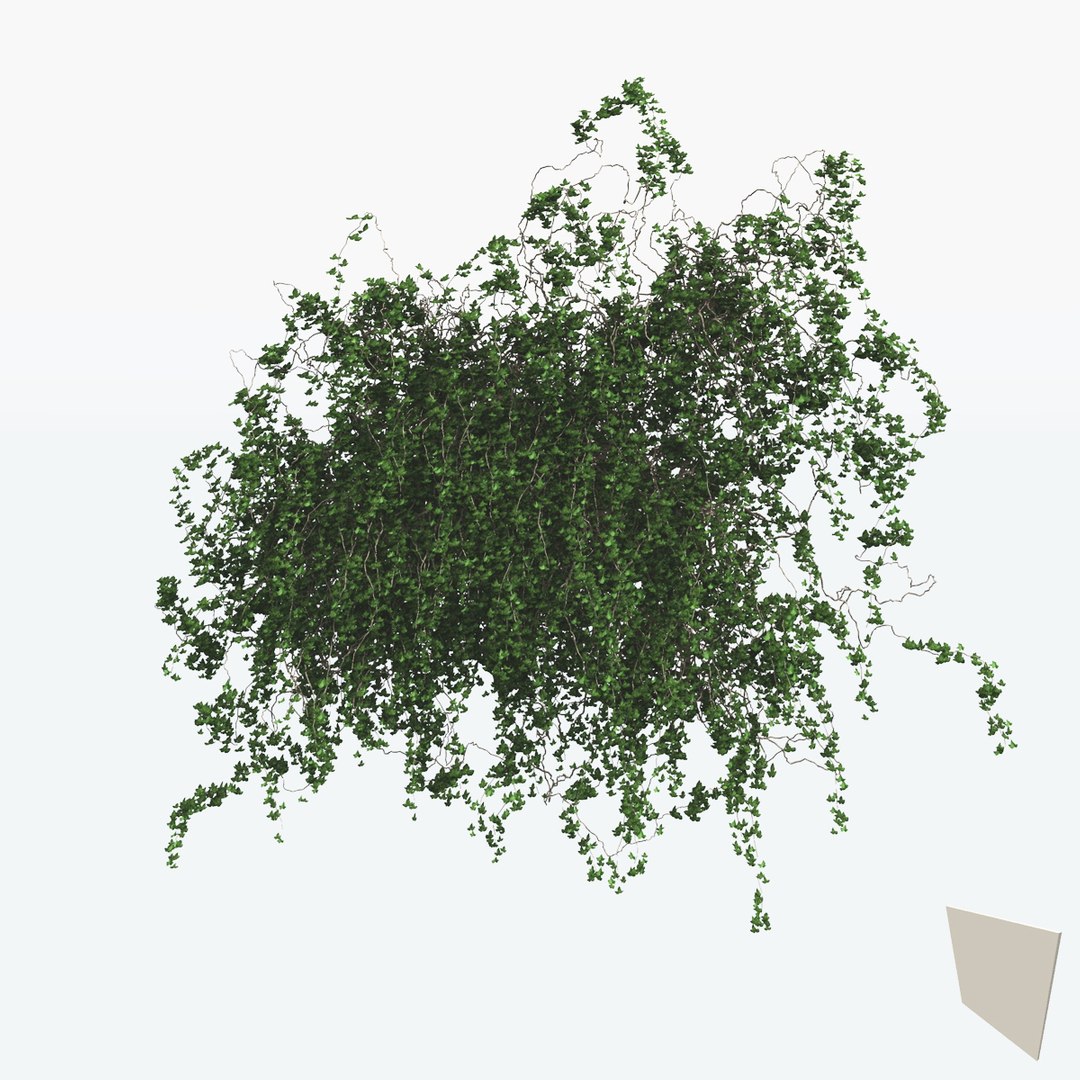 3d ivies plant