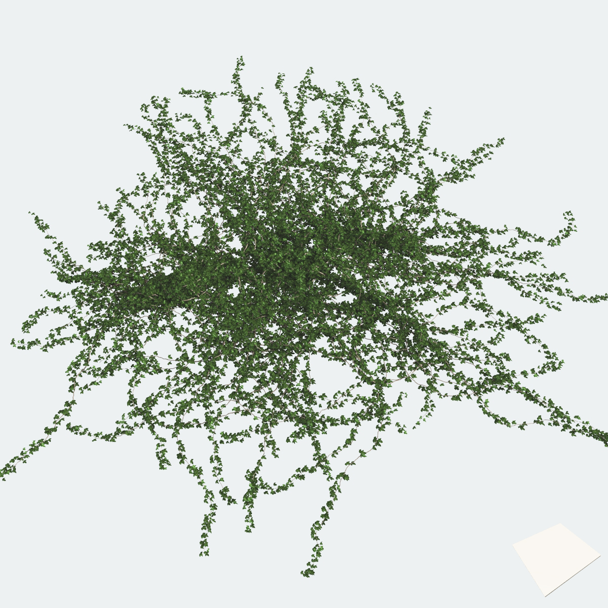 3d ivies plant
