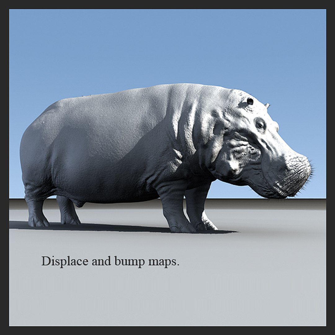3d Model Hippo Realistic