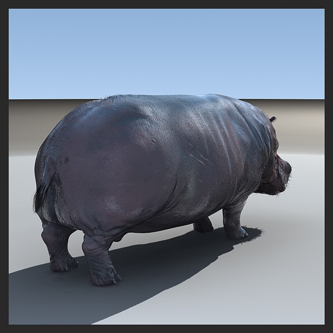 3d Model Hippo Realistic
