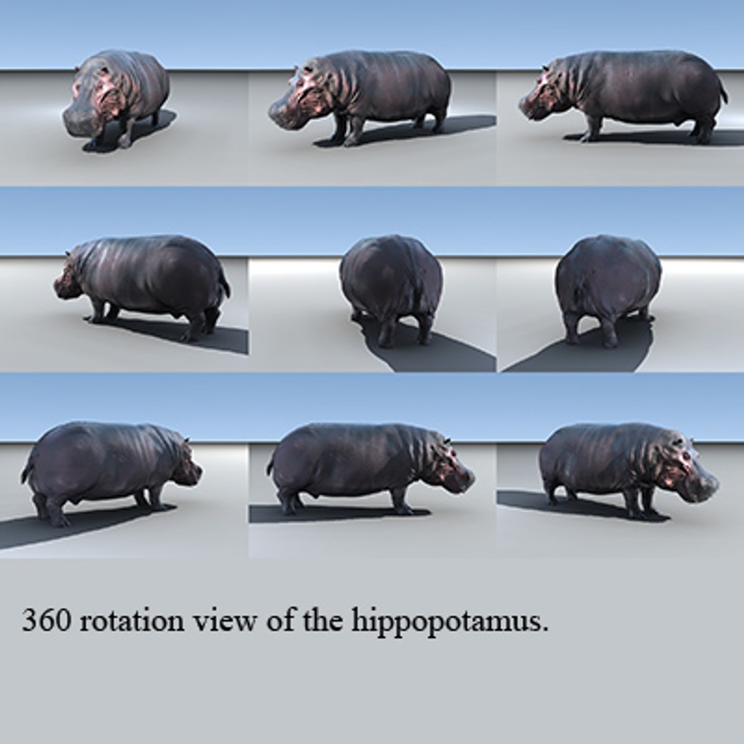 3d Model Hippo Realistic
