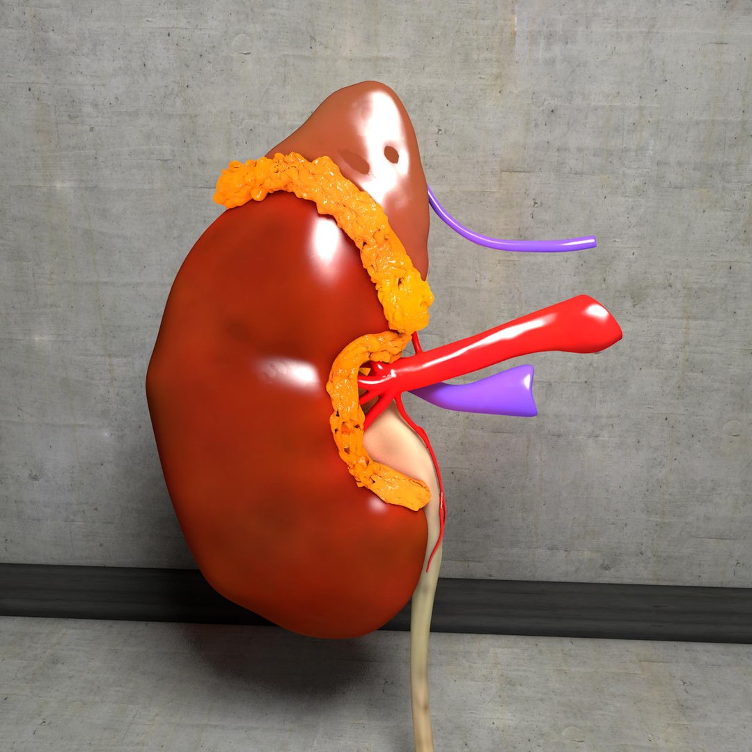 3d Human Kidney Model
