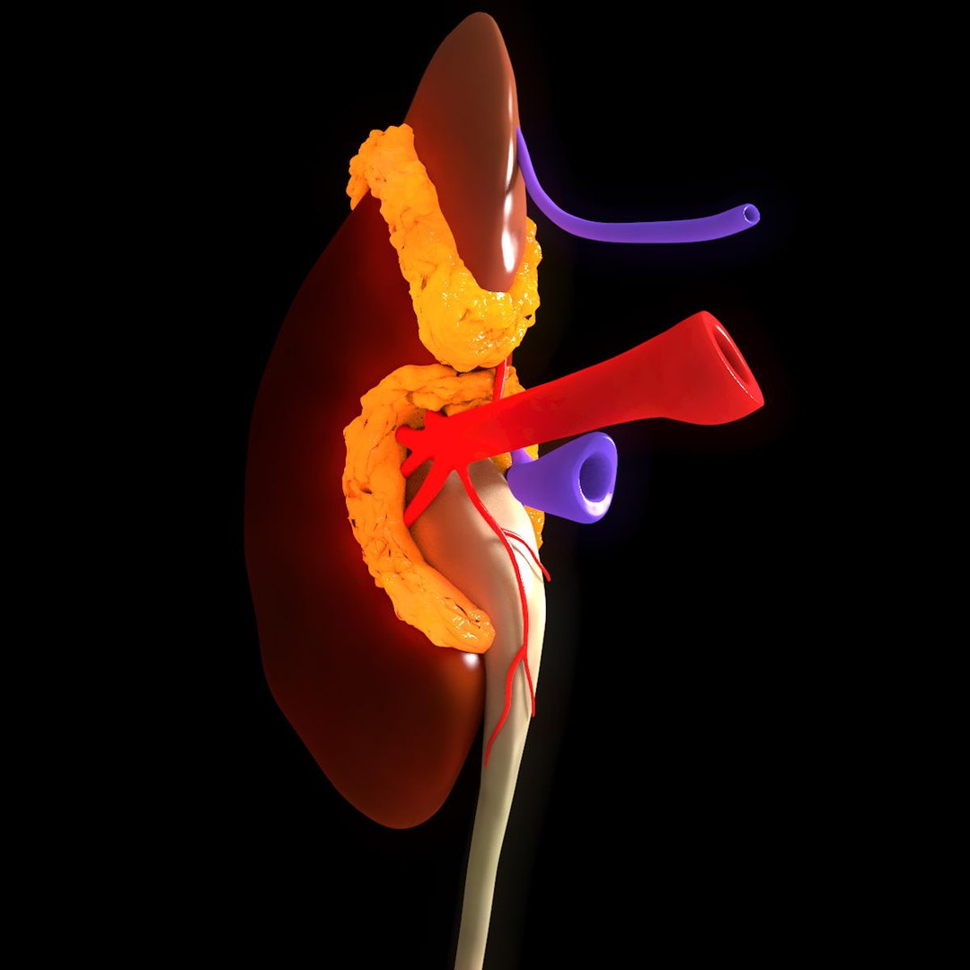 3d Human Kidney Model