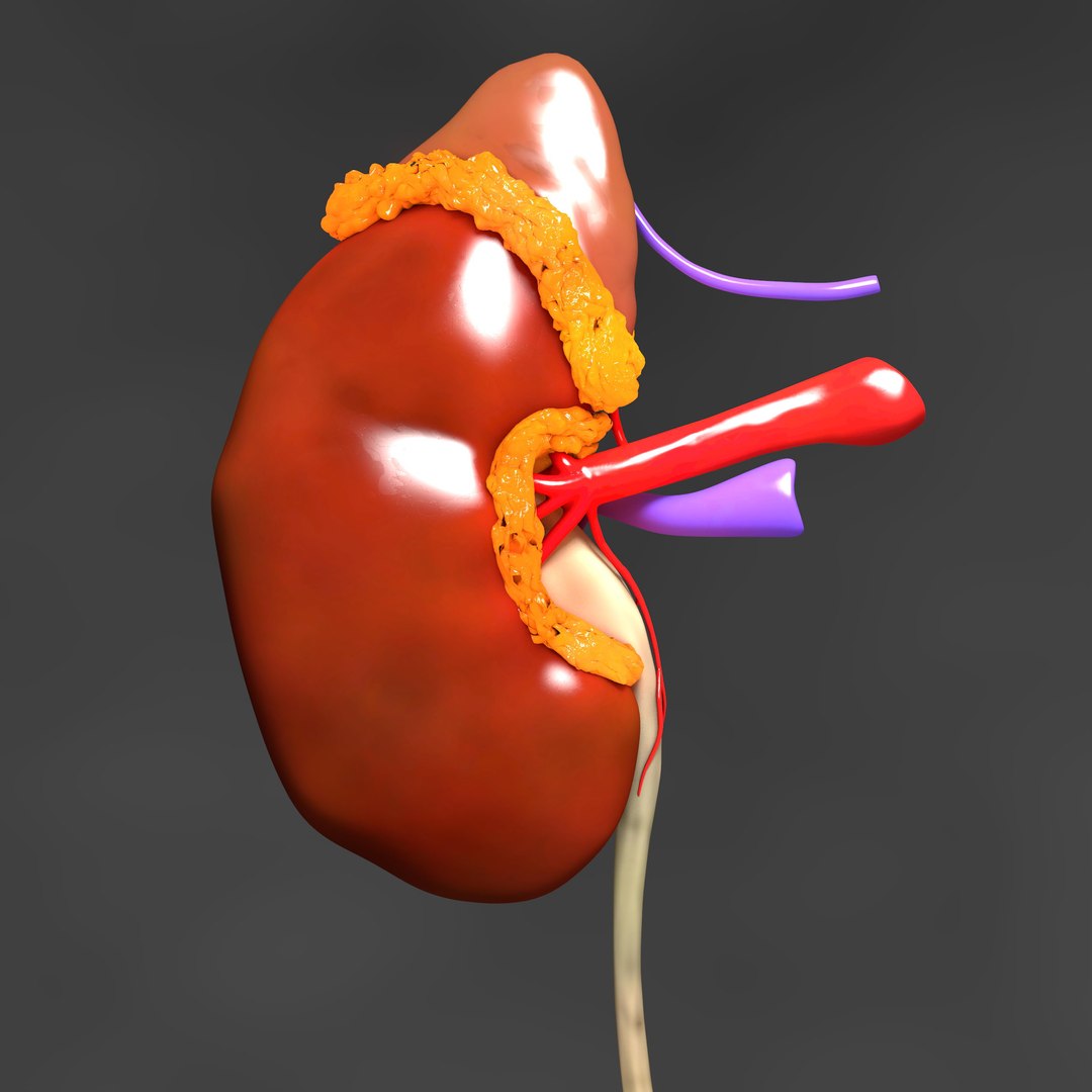 3d Human Kidney Model