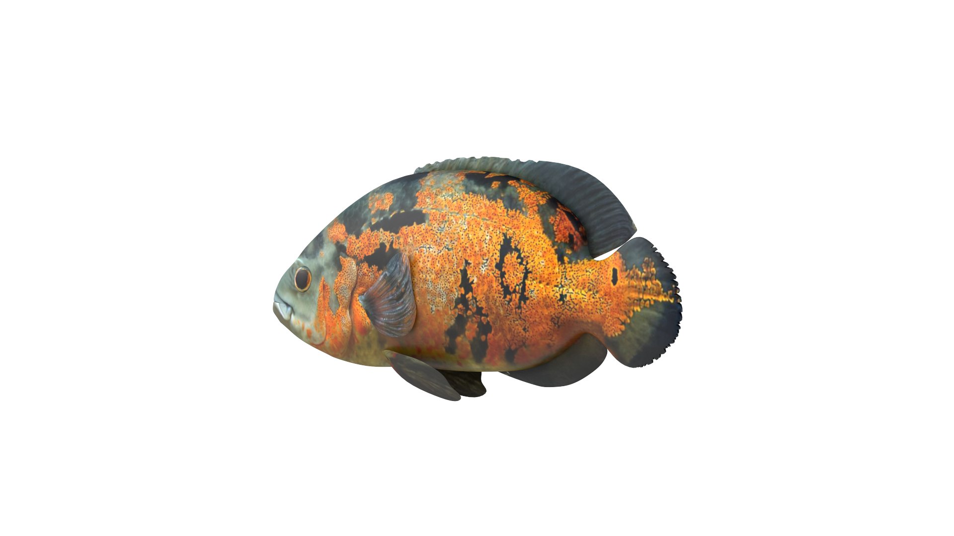3D Fish Collection - TurboSquid 2282800