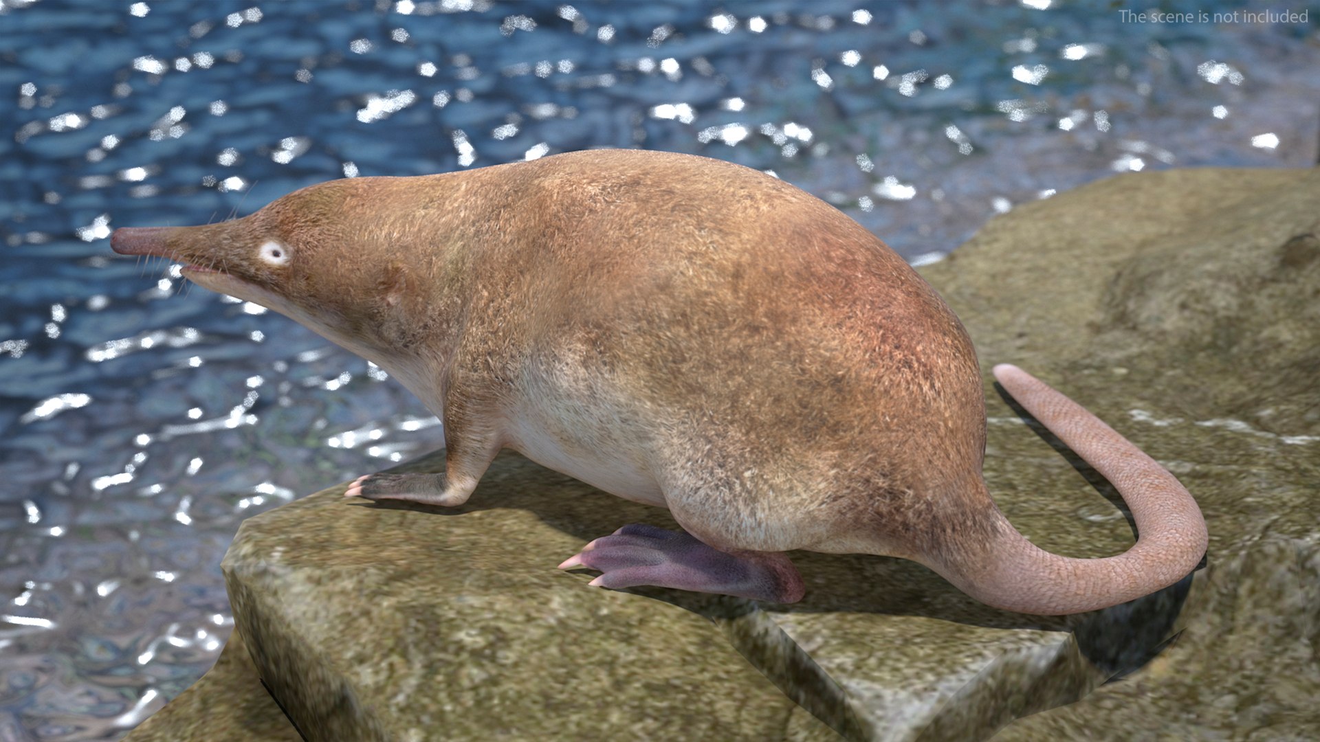 Desmana Moschata Rigged Model - TurboSquid 2191806