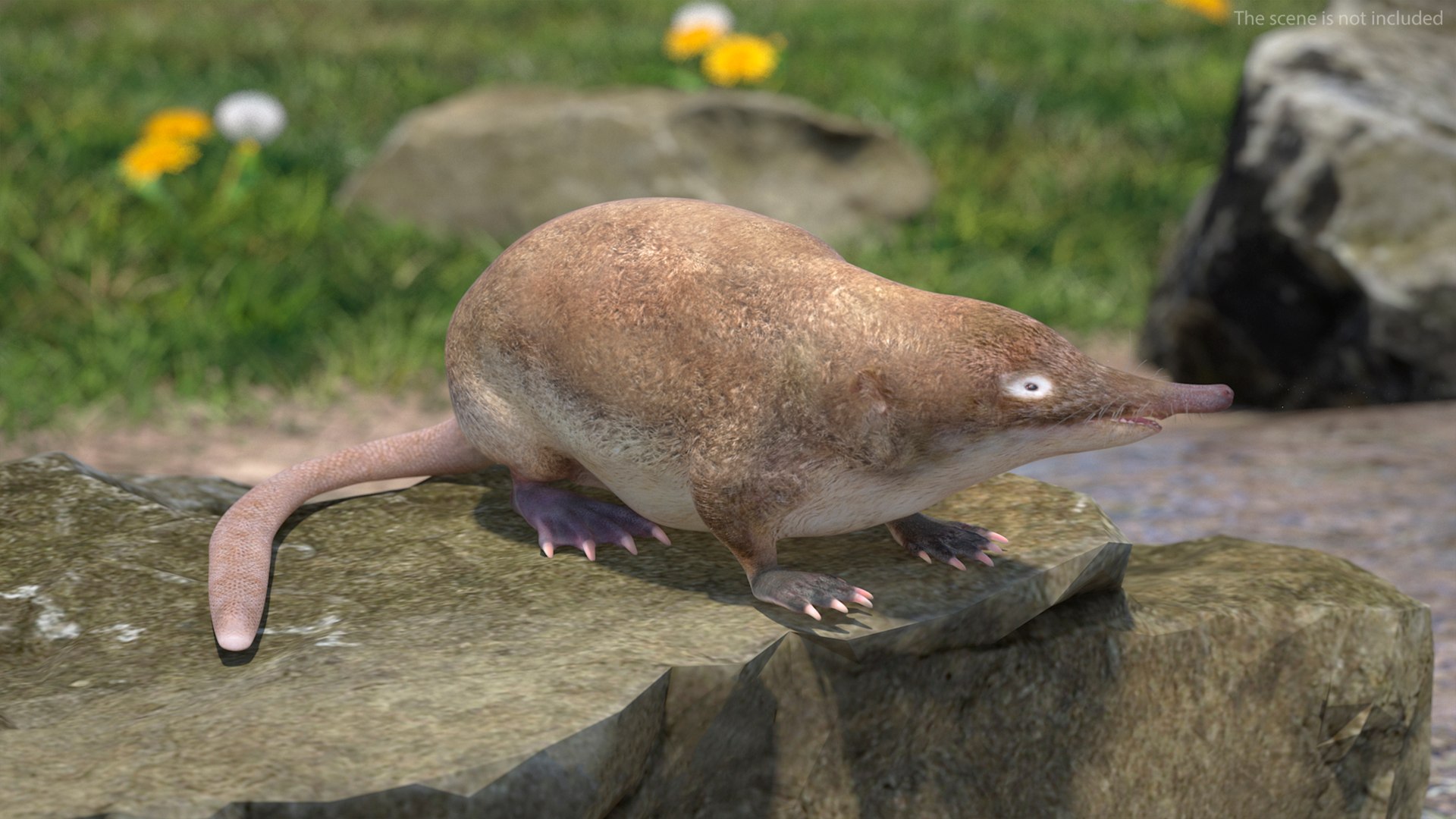 Desmana Moschata Rigged Model - TurboSquid 2191806