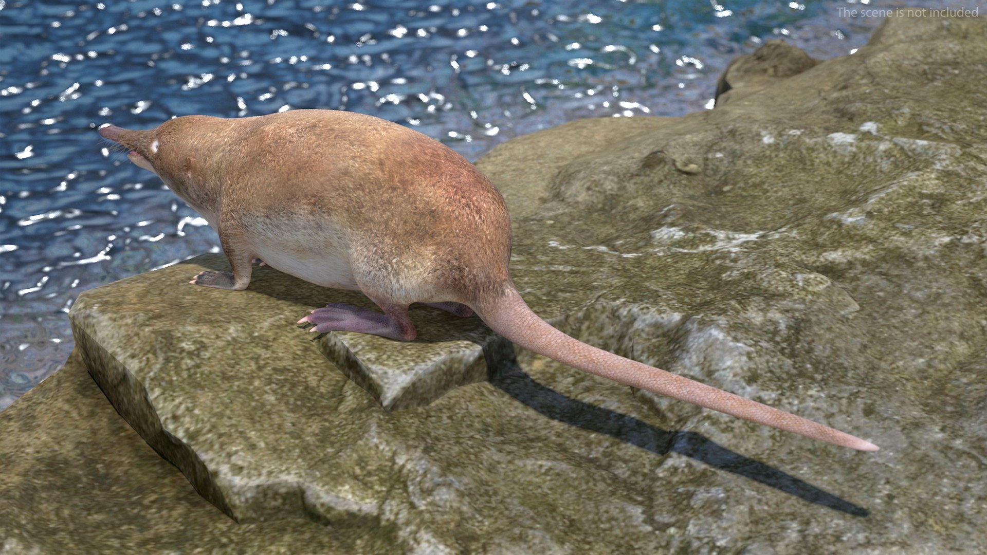 Desmana Moschata Rigged Model - TurboSquid 2191806