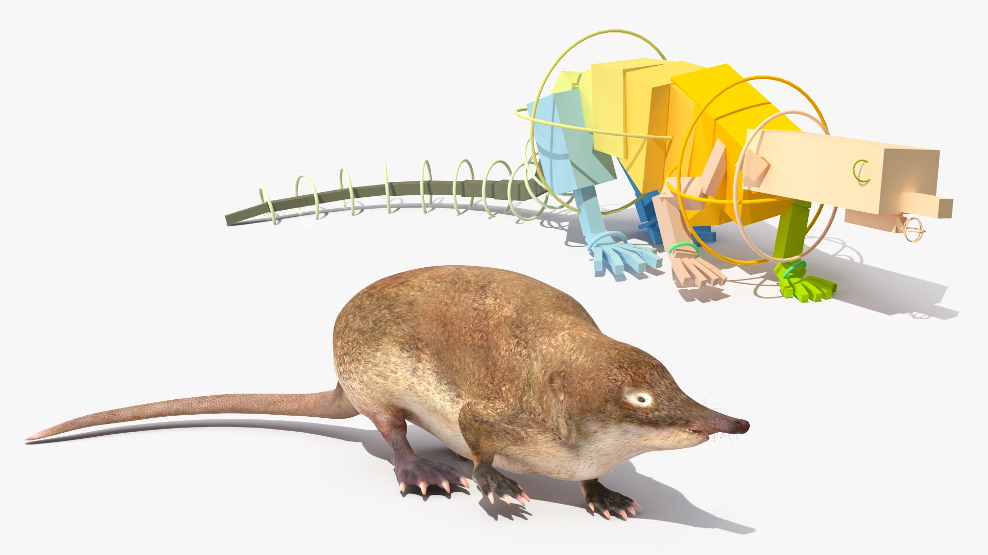 Desmana Moschata Rigged Model - TurboSquid 2191806