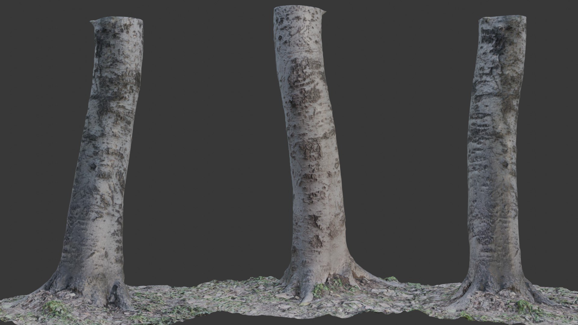 Birch Tree Trunk 3D Scan Model - TurboSquid 2395507