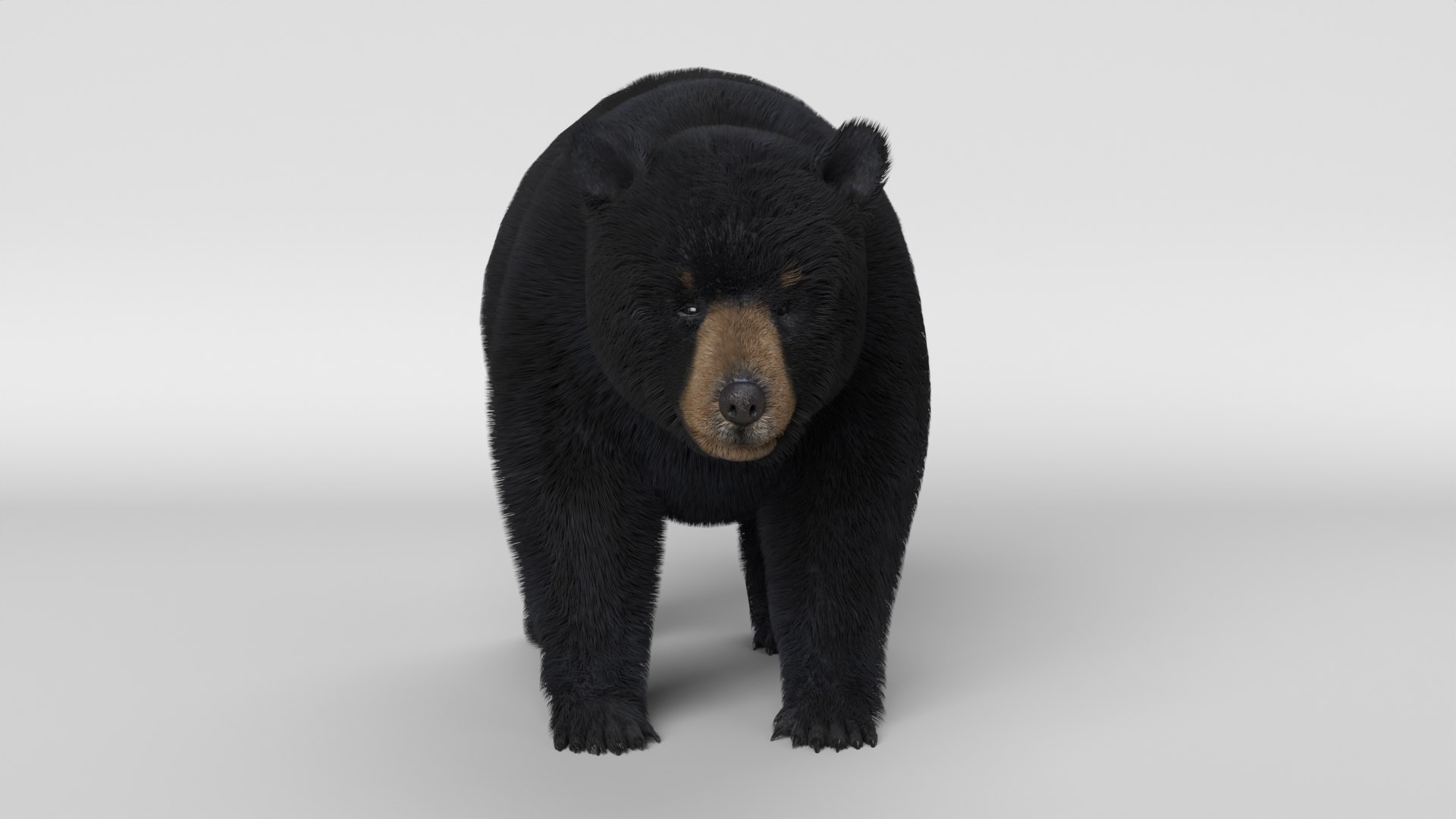 3D Black Bear - TurboSquid 2115426