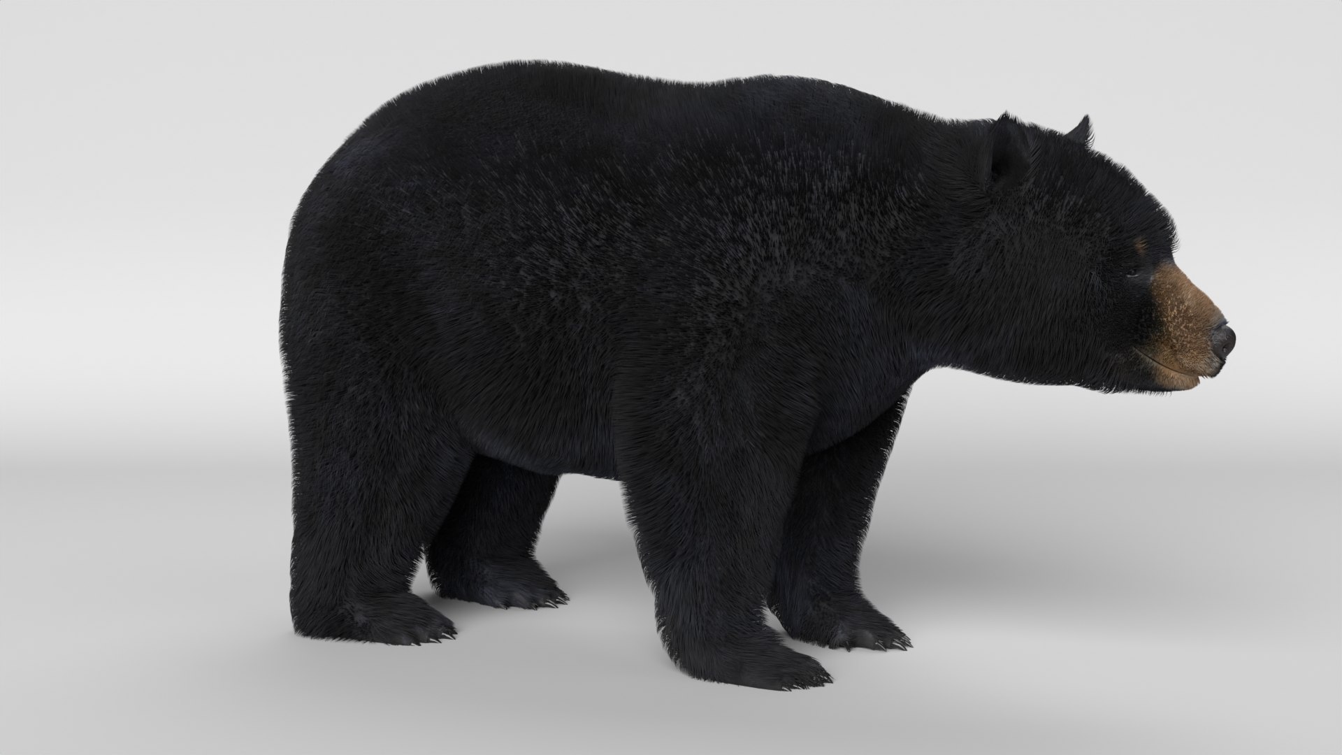 3D Black Bear - TurboSquid 2115426
