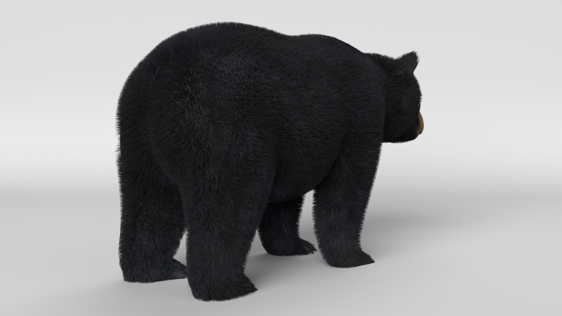 3D Black Bear - TurboSquid 2115426
