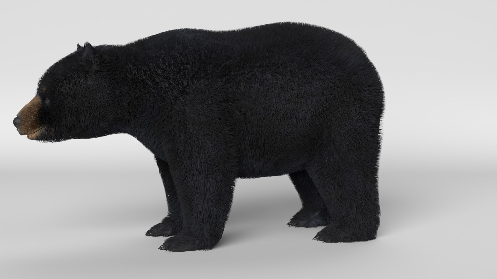 3D Black Bear - TurboSquid 2115426