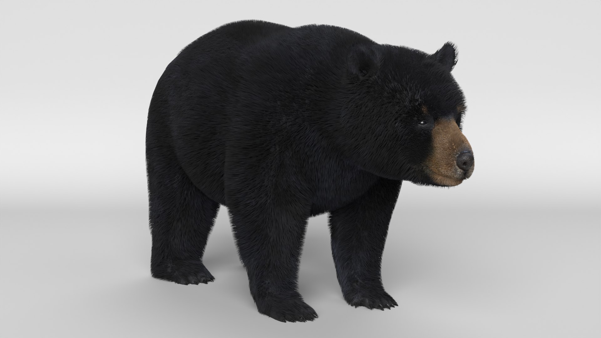 3D Black Bear - TurboSquid 2115426