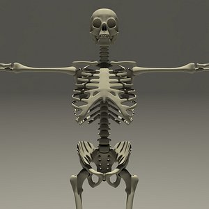 Animated Human Skeleton 3D Models For Download | TurboSquid
