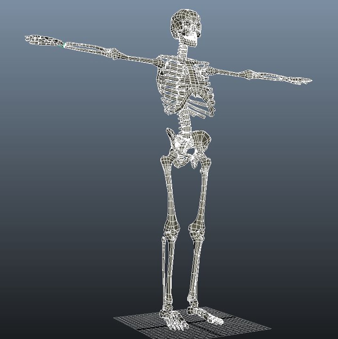 Walking Skeleton Animations Fbx