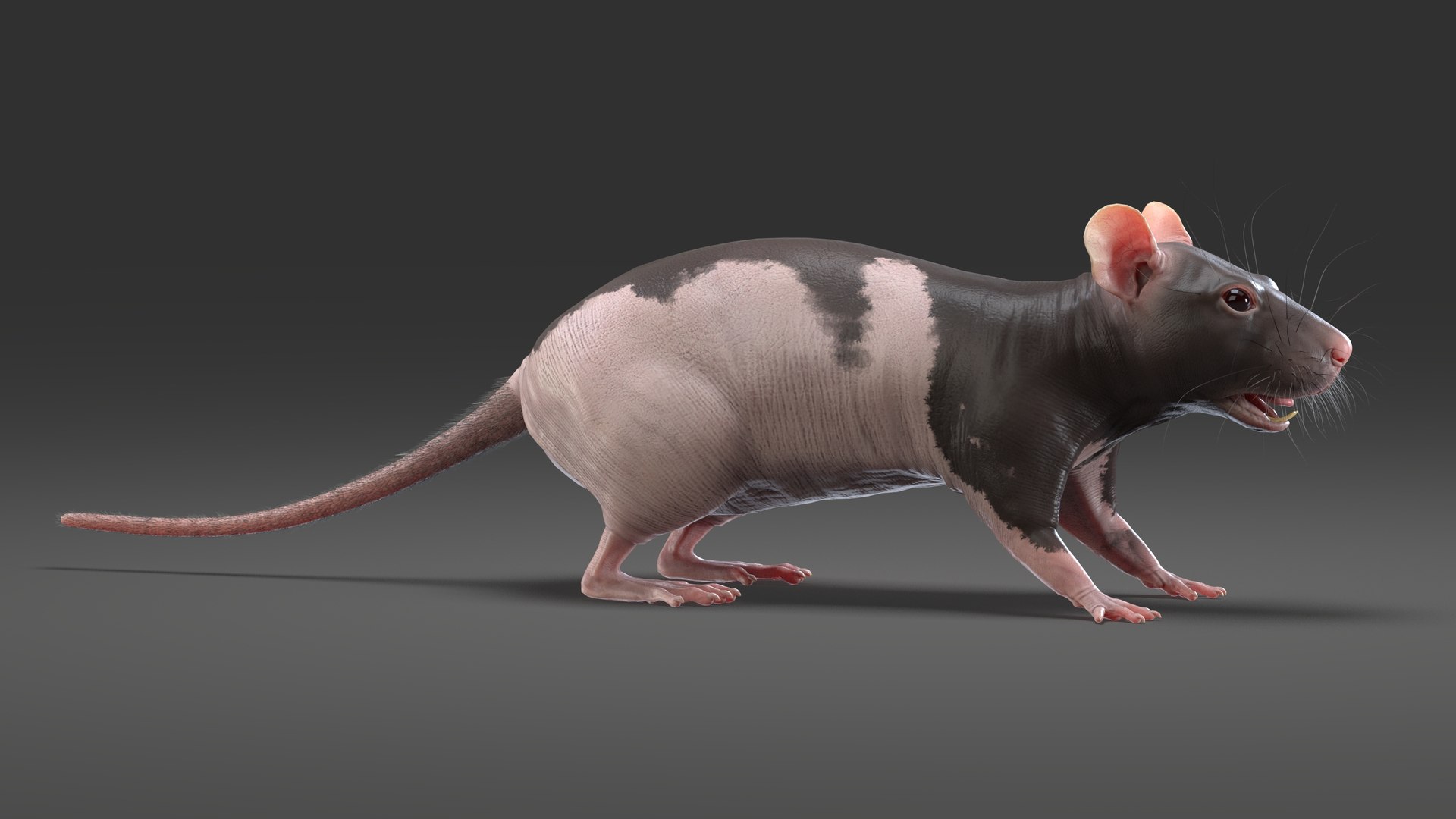 Rat fur 3D model - TurboSquid 1493106